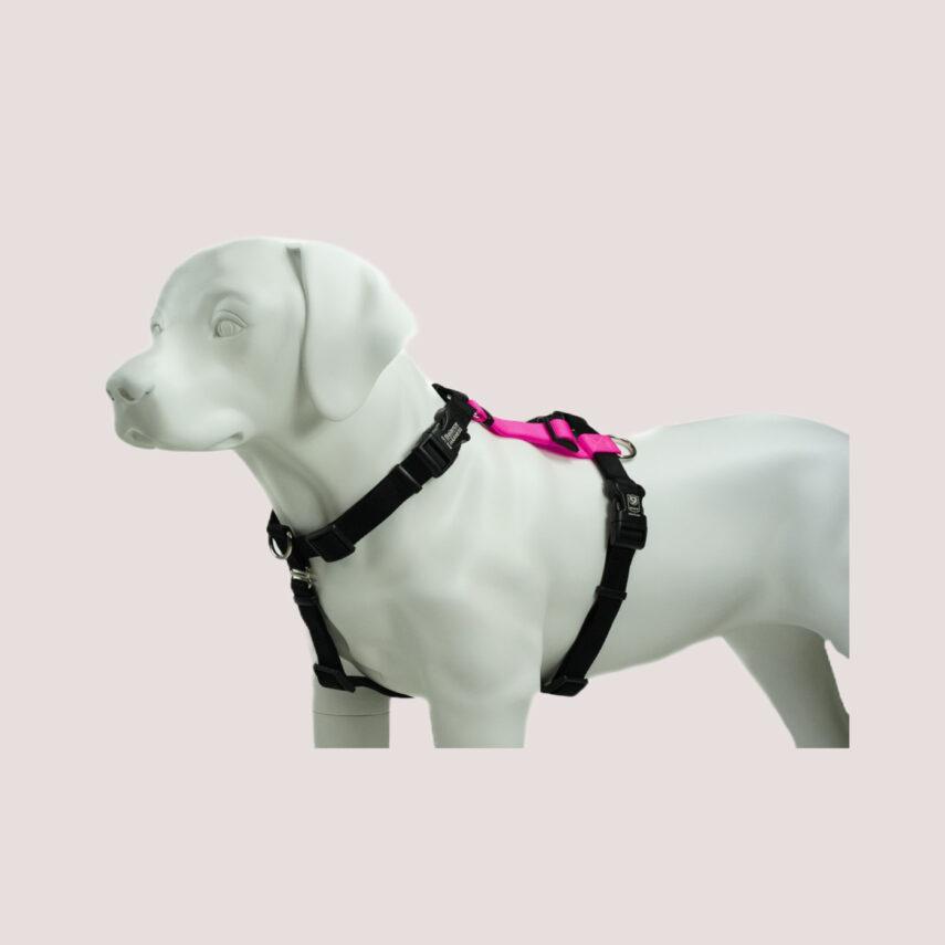 Blue-9 Balance Harness Buckle Neck | Healthy Pet Store