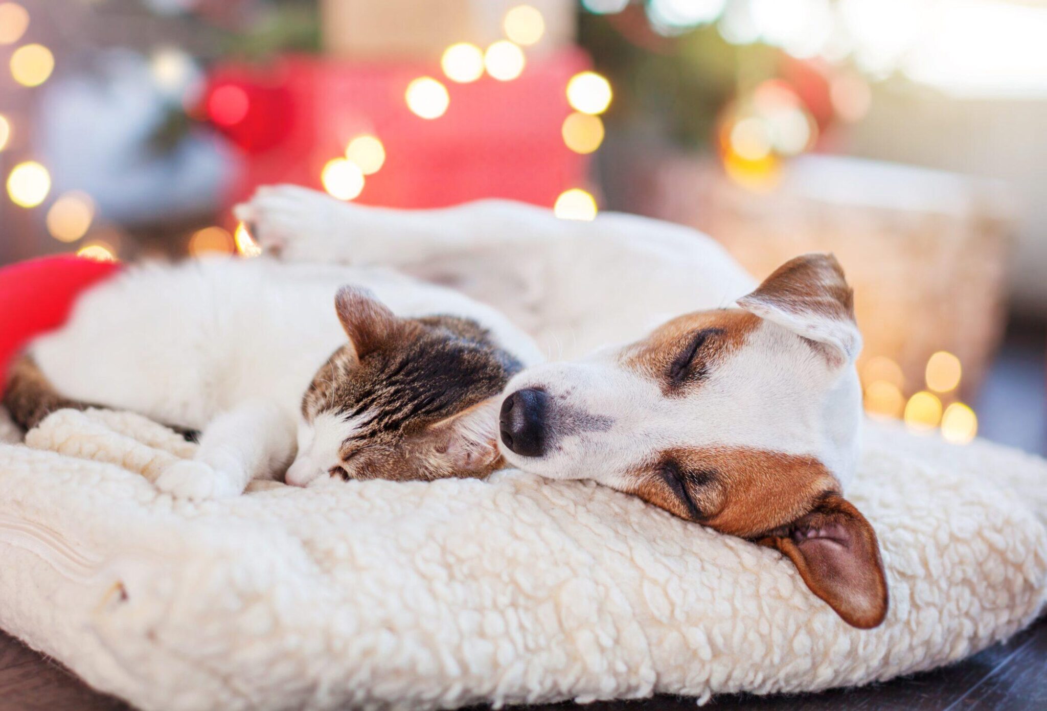 2025 Festive Order Deadline & Opening Hours | Healthy Pet Store