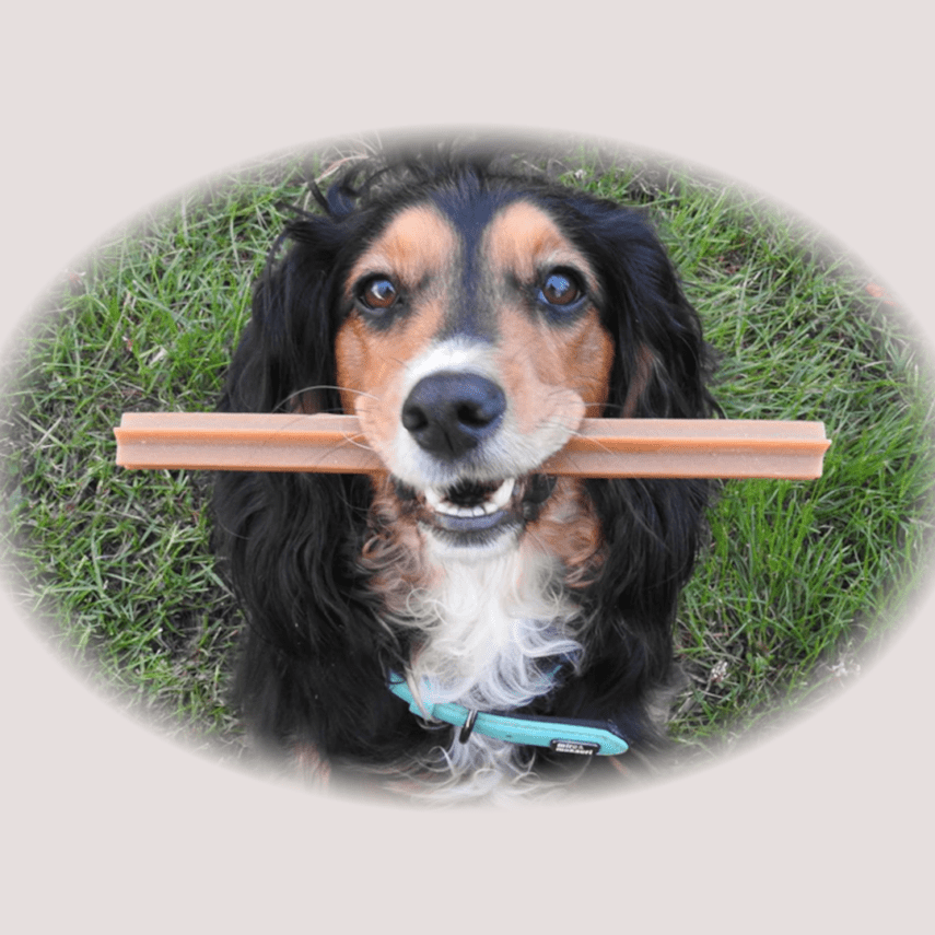 Miro & Makauri Fruit Star Stick | Healthy Pet Store